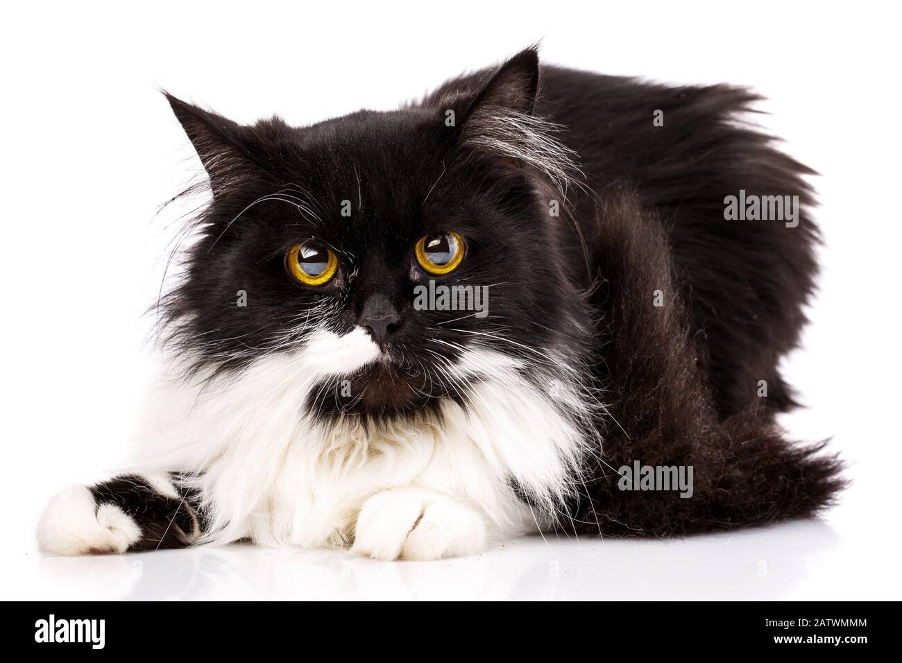 Cute animal camera funny cat Cut Out Stock Images & Pictures - Alamy