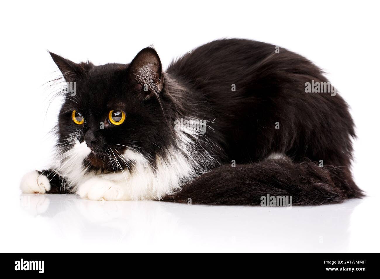 A furry kitten sits and looks to the left Stock Photo - Alamy