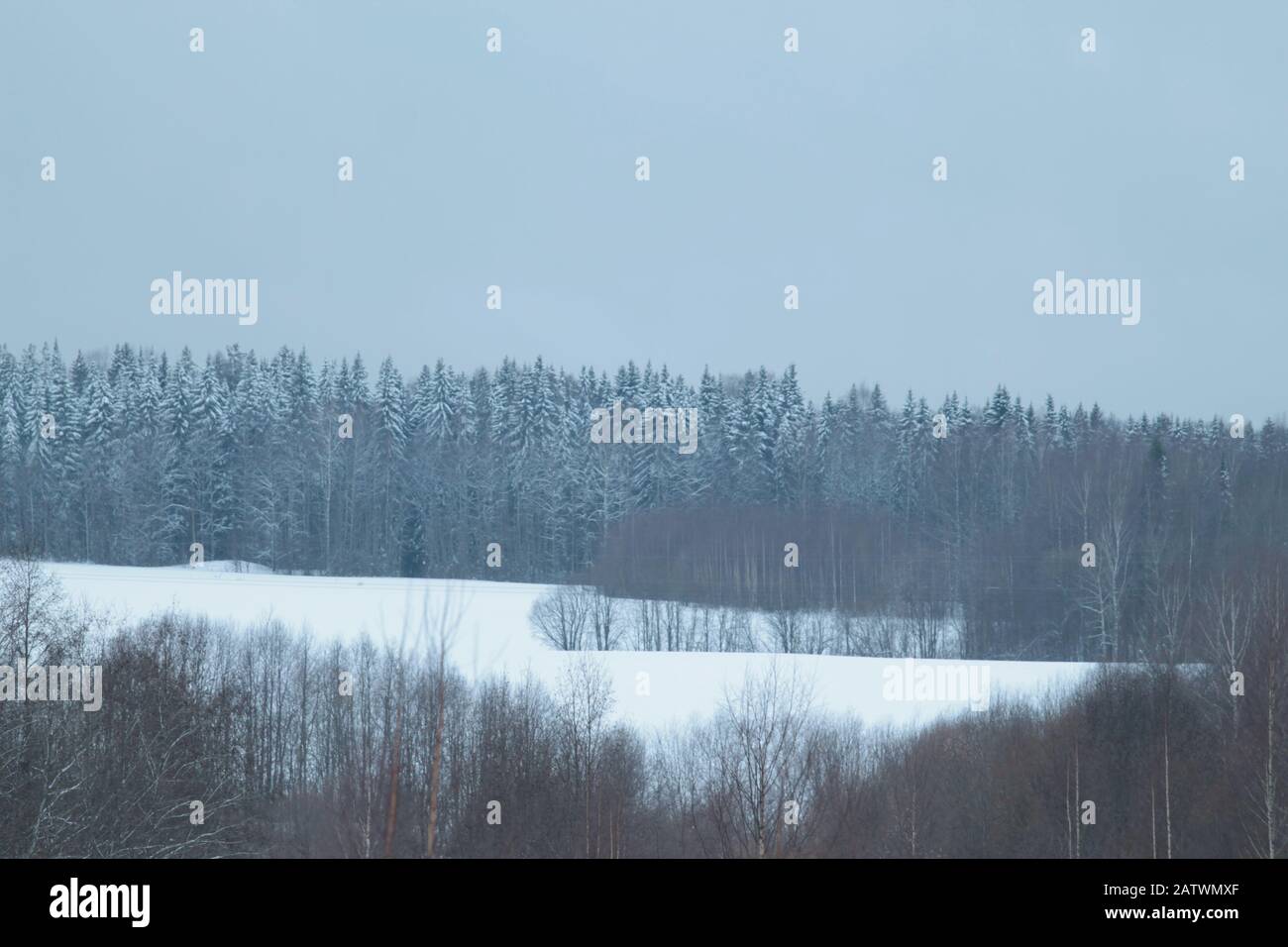 Forest field snow horizon. Rural scenery. Beautiful countryside ...
