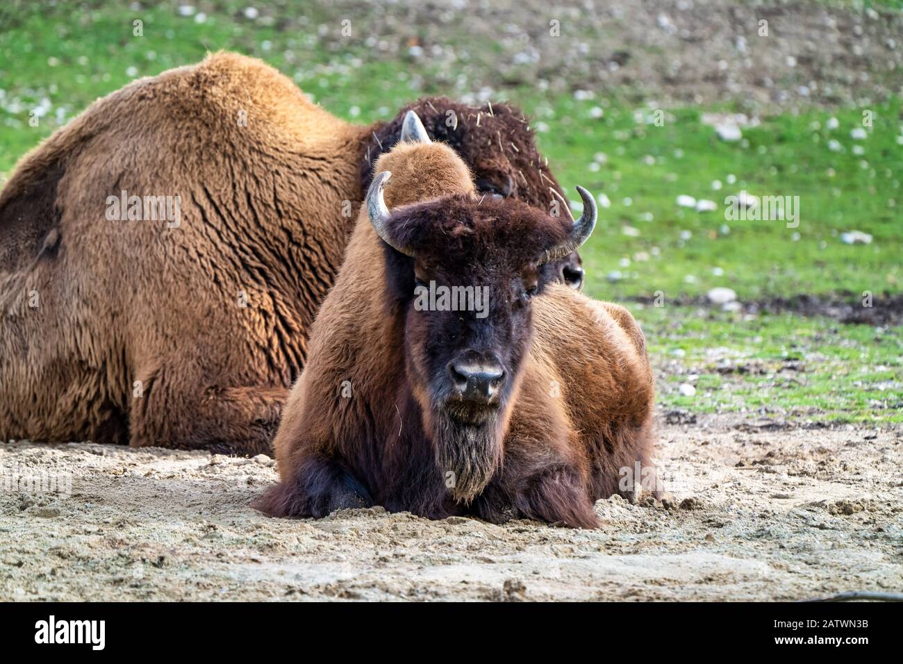 American buffalo known as bison, Bos bison in the zoo Stock Photo - Alamy