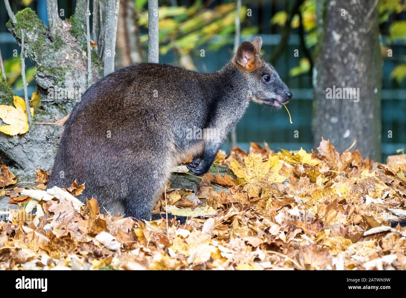Swamp Wallaby, Wallabia bicolor, is one of the smaller kangaroos Stock ...