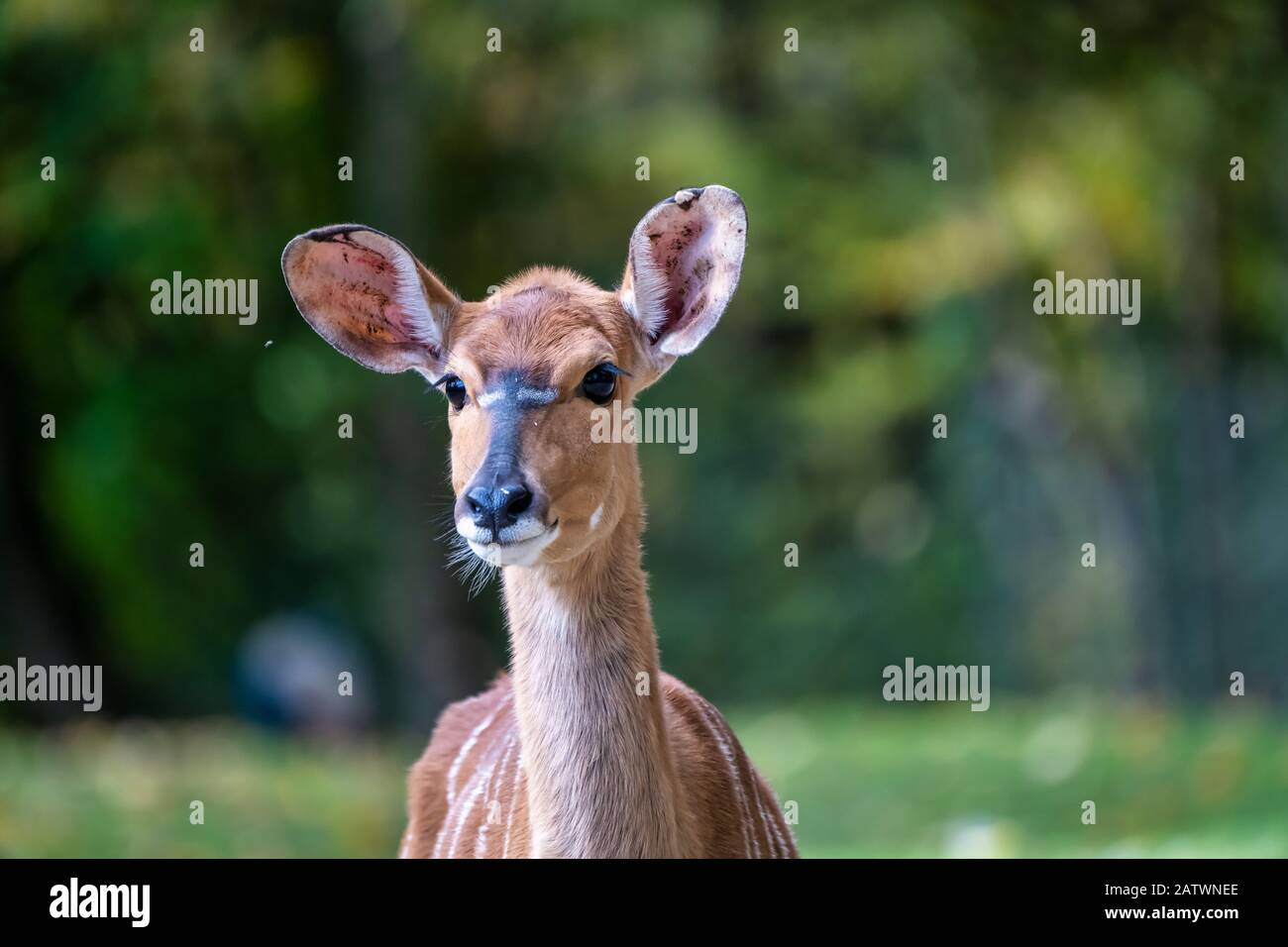 Nyala Antelope - Tragelaphus angasii. Wild life animal Stock Photo - Alamy