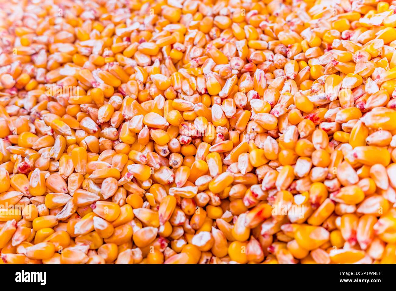 Detail of corn grains to feed hens in a farm Stock Photo - Alamy