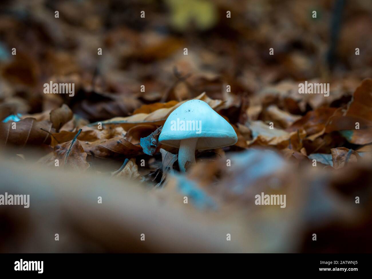 Cow mushroom hi-res stock photography and images - Alamy