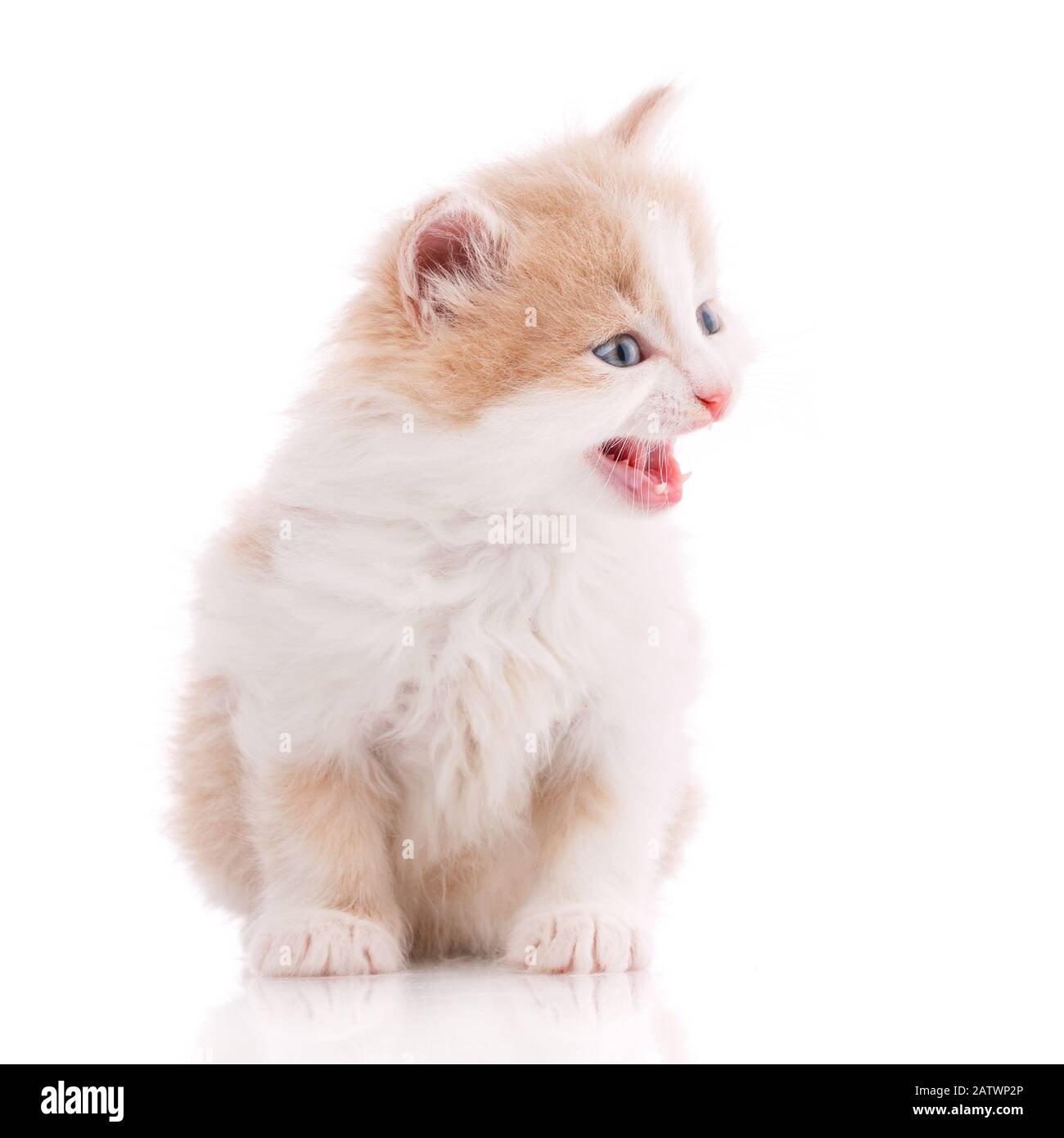 A true friend. Cat is isolated on white Stock Photo - Alamy