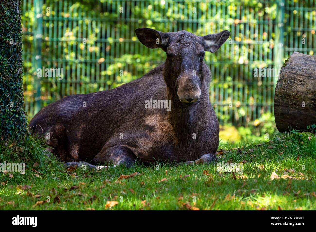 European Moose, Alces alces, also known as the elk Stock Photo - Alamy