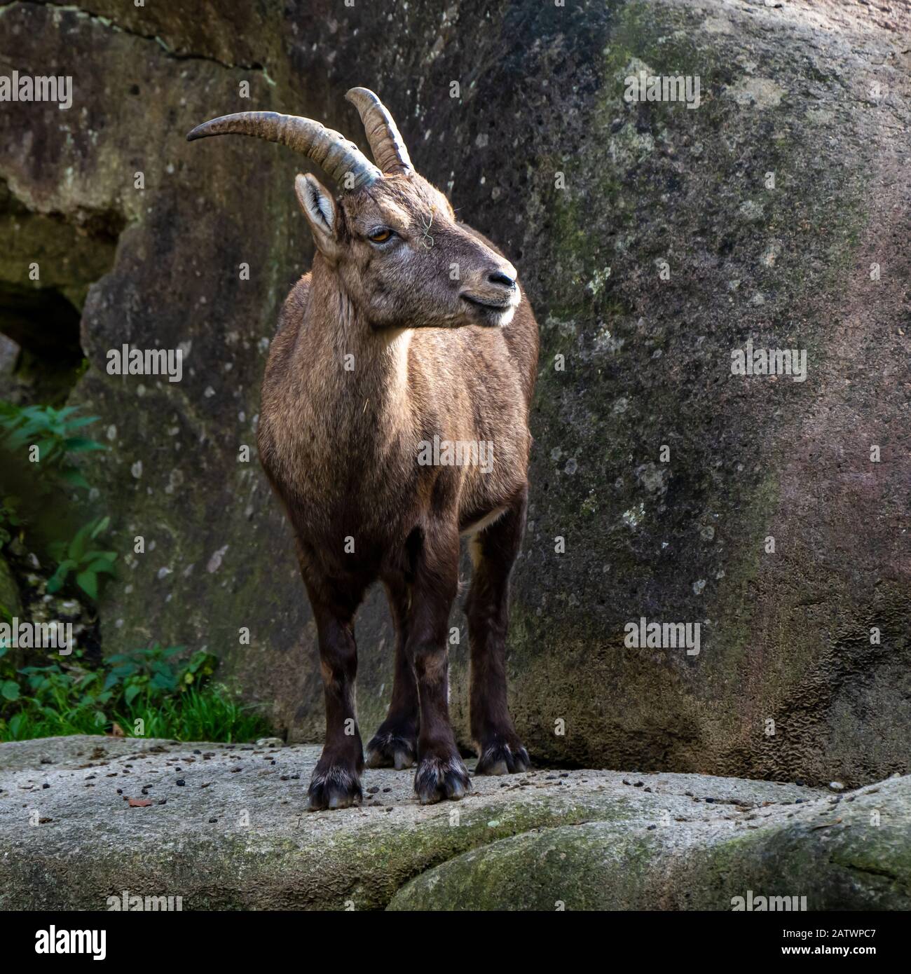 Beautiful male ibex mountain goat hi-res stock photography and images ...