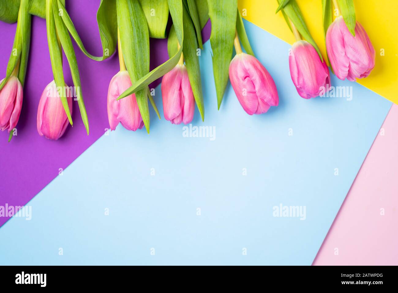 Beautiful spring background for text with pink tulips on colorful ...