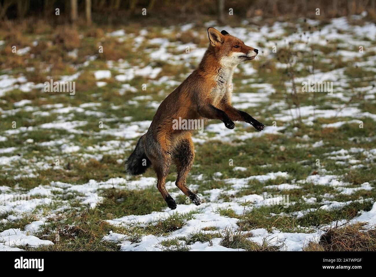 Fox jumping snow hi-res stock photography and images - Alamy