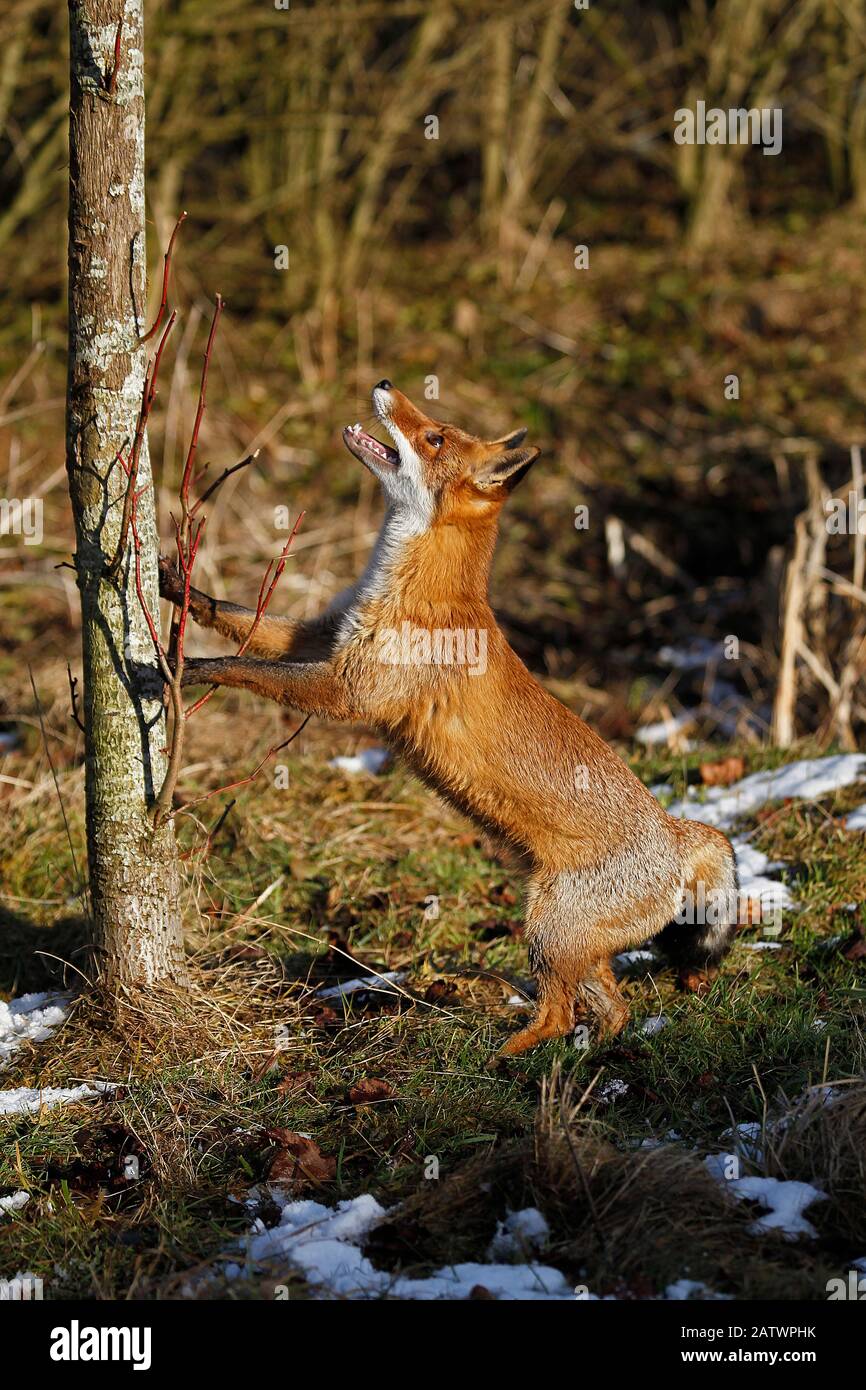 Red Fox, vulpes vulpes, Adult Hunting Bird, Standing on Hind Legs, Normandy Stock Photo - Alamy
