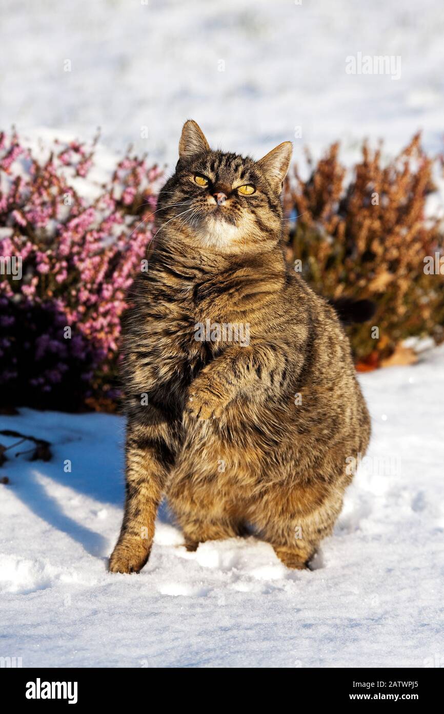 Brown Tabby Domestic Cat, Female playing on Snow, Normandy Stock Photo ...