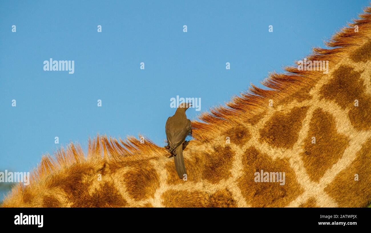 A juvenile red-billed oxpecker isolated on the neck of a host giraffe ...