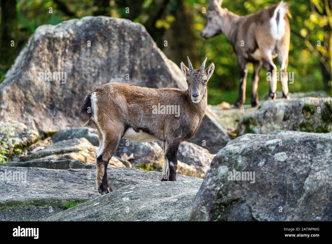 Beautiful alpine ibex mountain hi-res stock photography and images - Alamy