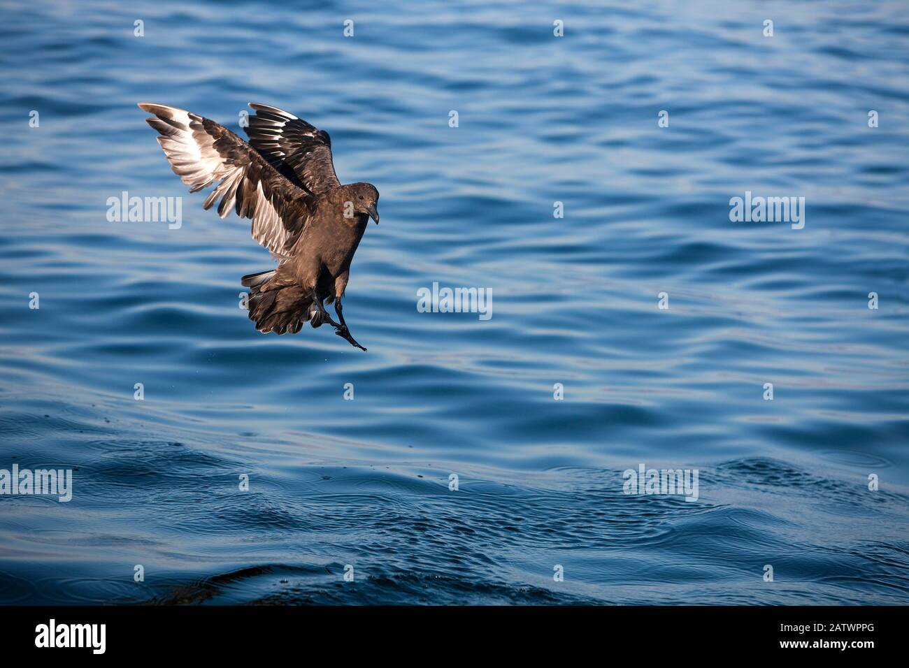 Antarctic skua hi-res stock photography and images - Alamy