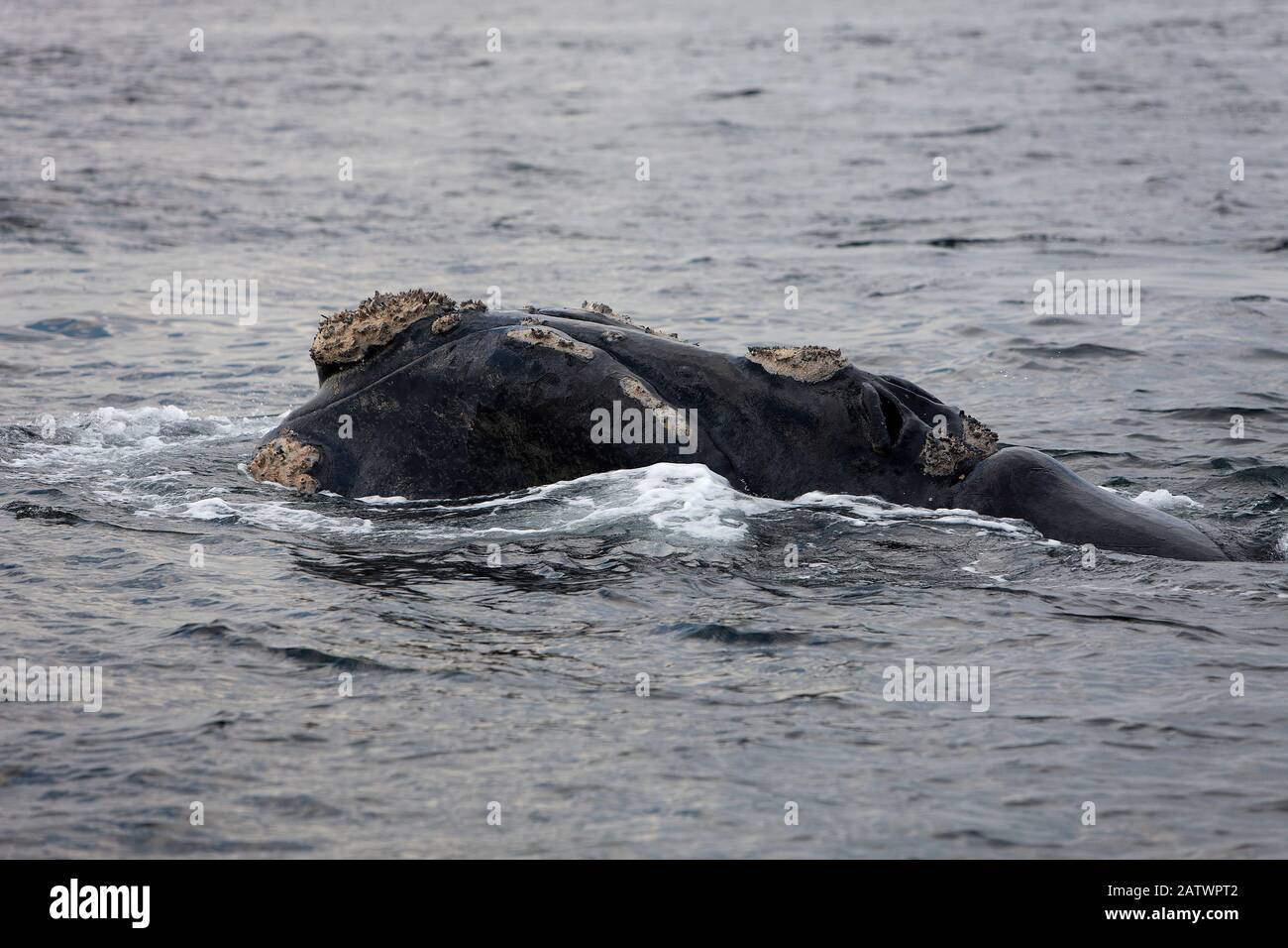 Southern Right Whale, eubalaena australis, Head of Adult emerging from ...