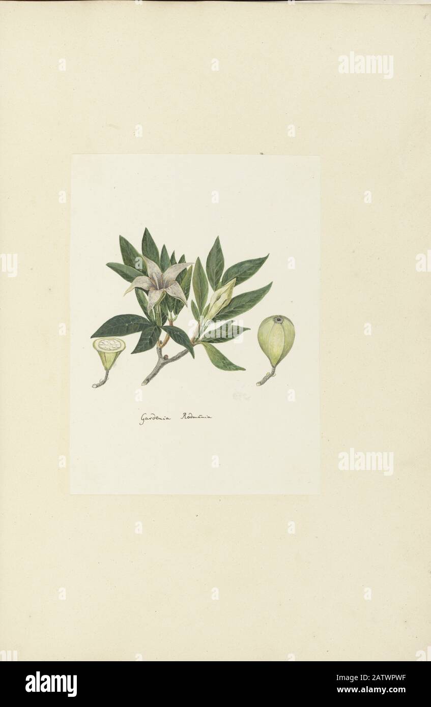 Rothmannia capensis hi-res stock photography and images - Alamy