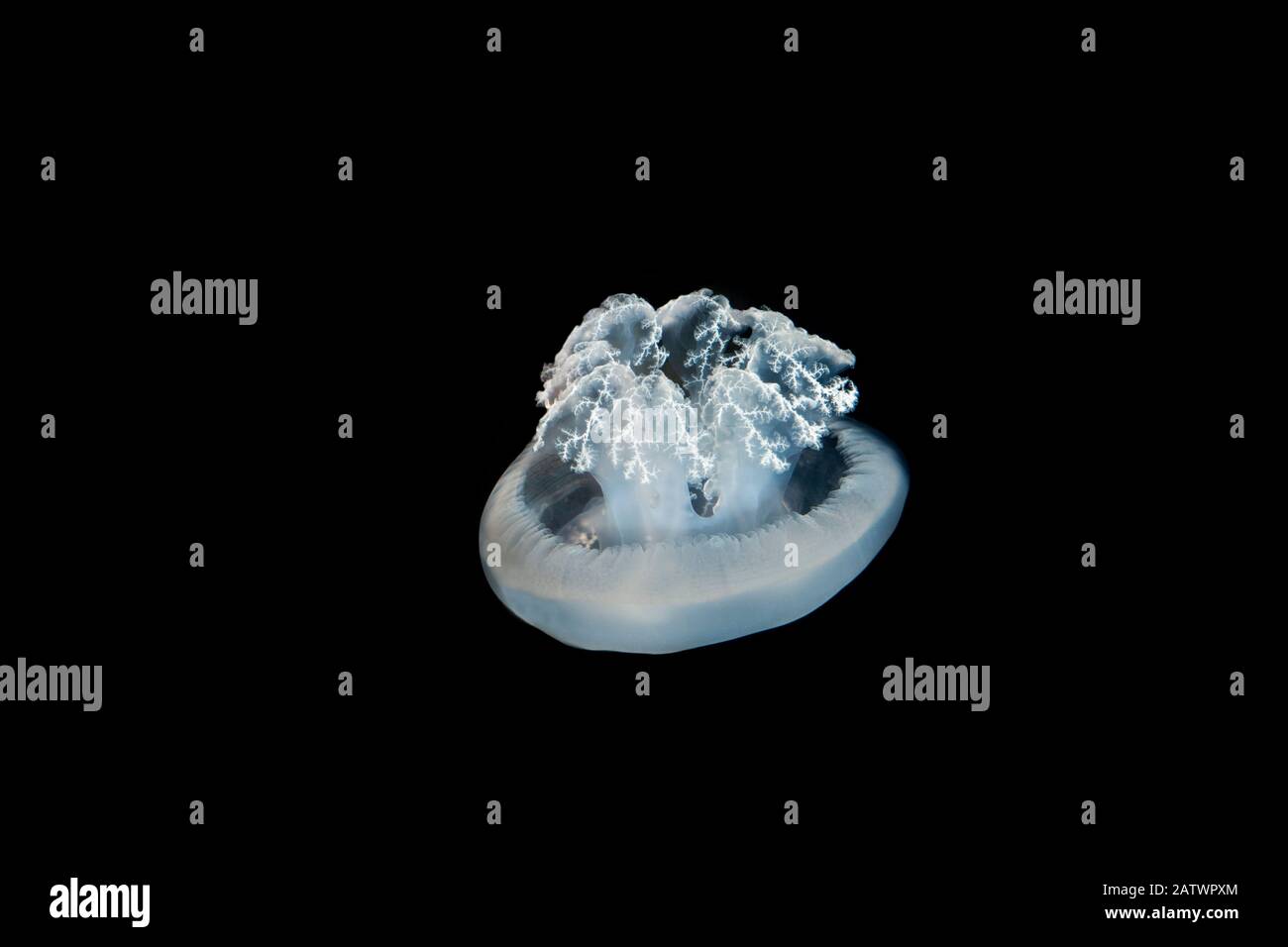 Blue jellifish hi-res stock photography and images - Alamy