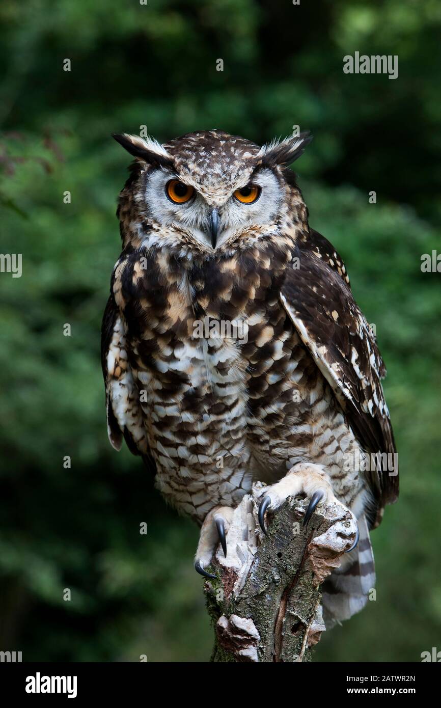Cape Eagle Owl, bubo capensis, Adult standing on Post Stock Photo - Alamy
