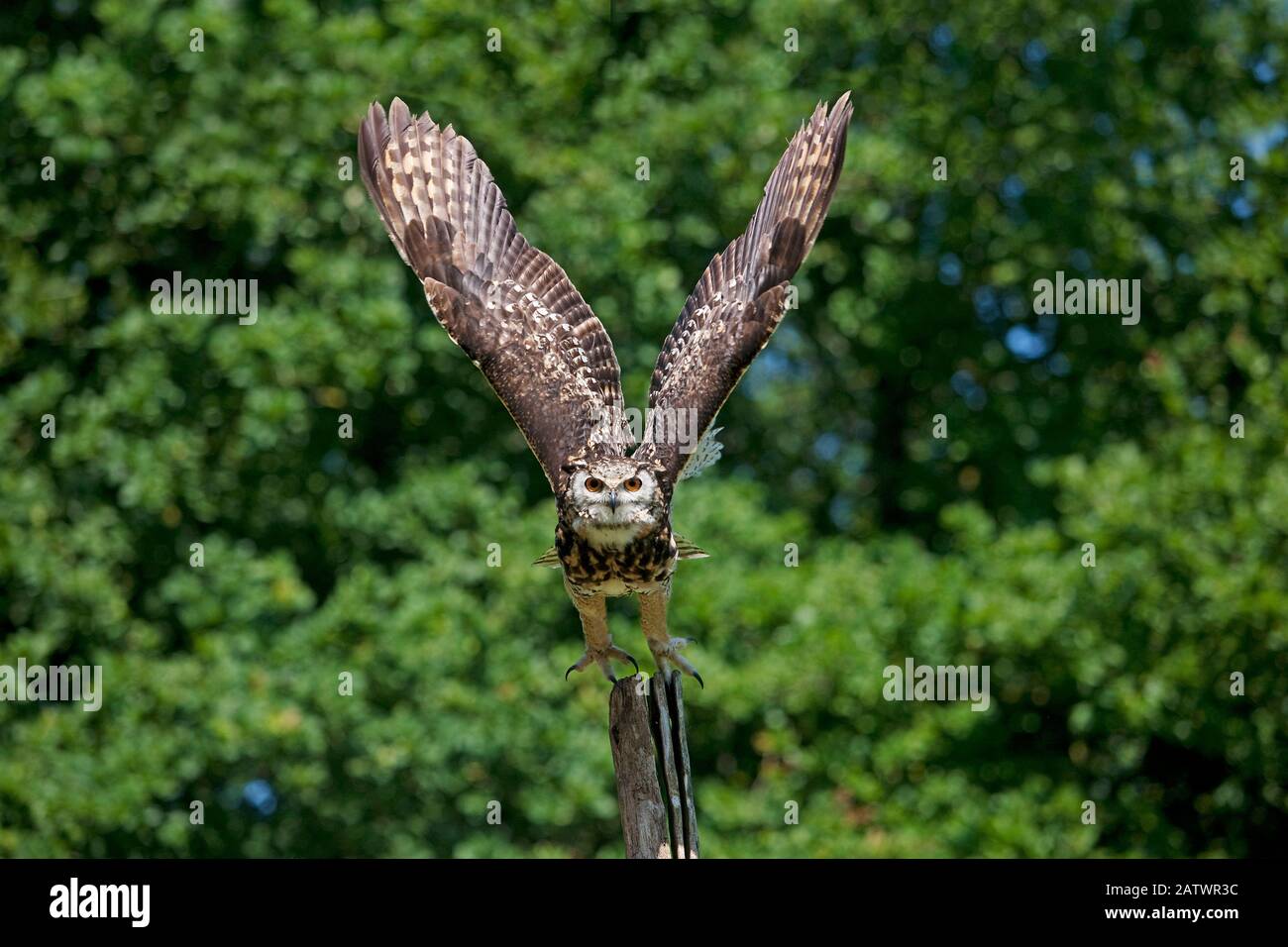 Cape Eagle Owl, bubo capensis, Adult in Flight, Taking off from Post ...