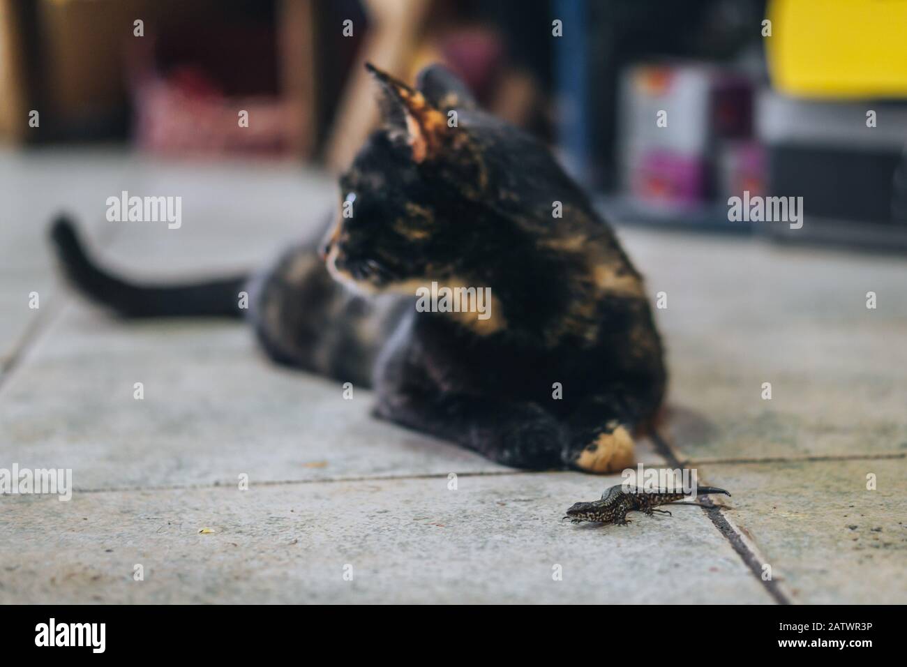 Lizard cat hi-res stock photography and images - Alamy