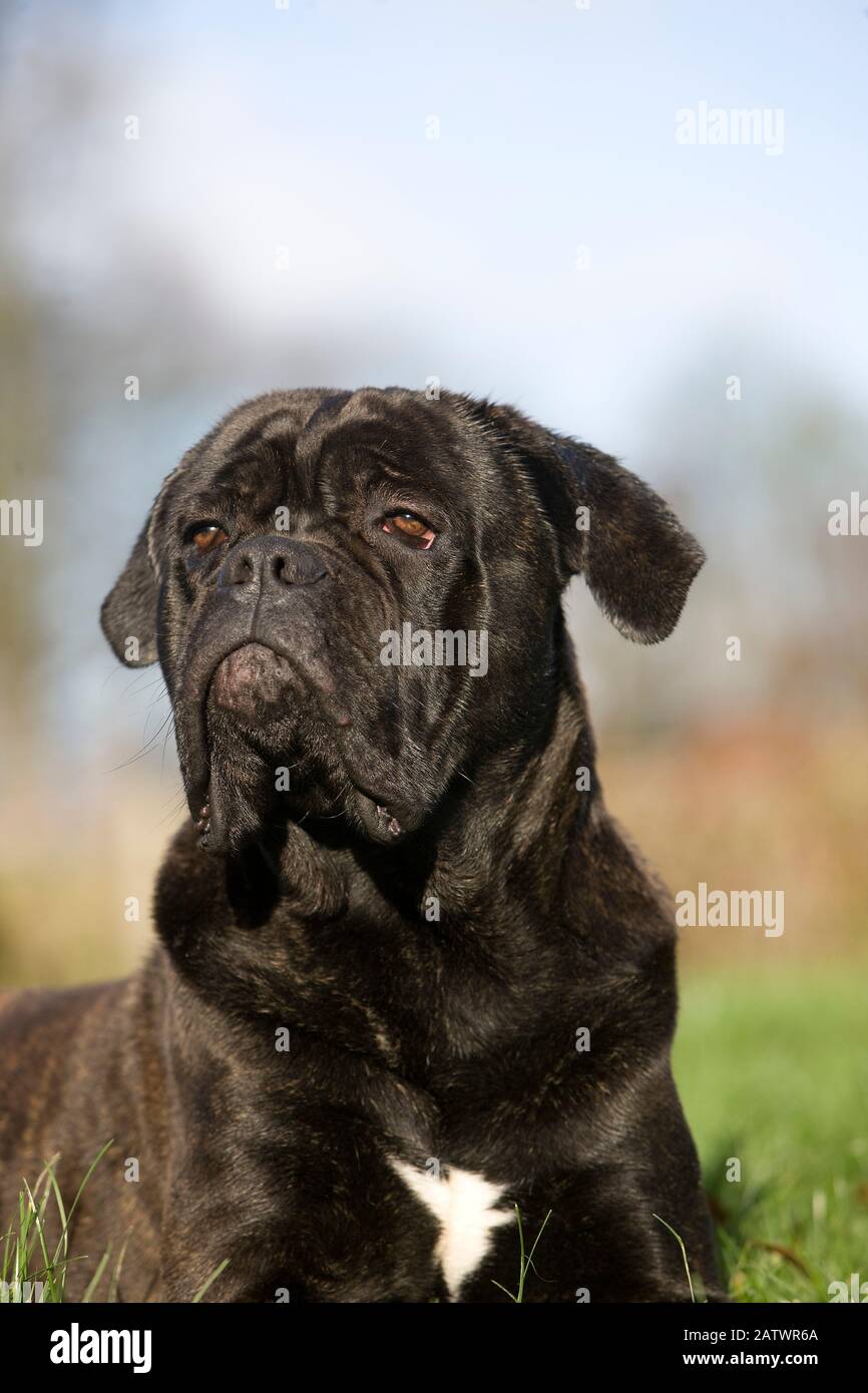 Cane Corso, a Dog Breed from Italy, Portrait of Adult Stock Photo - Alamy