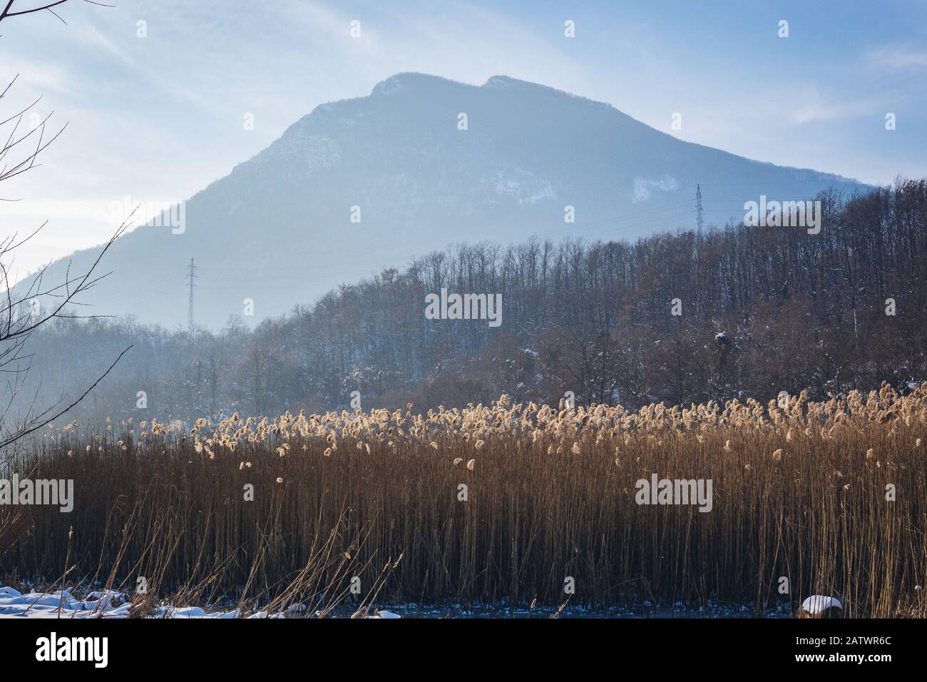 Reed, forest, mountain and the sky Stock Photo - Alamy