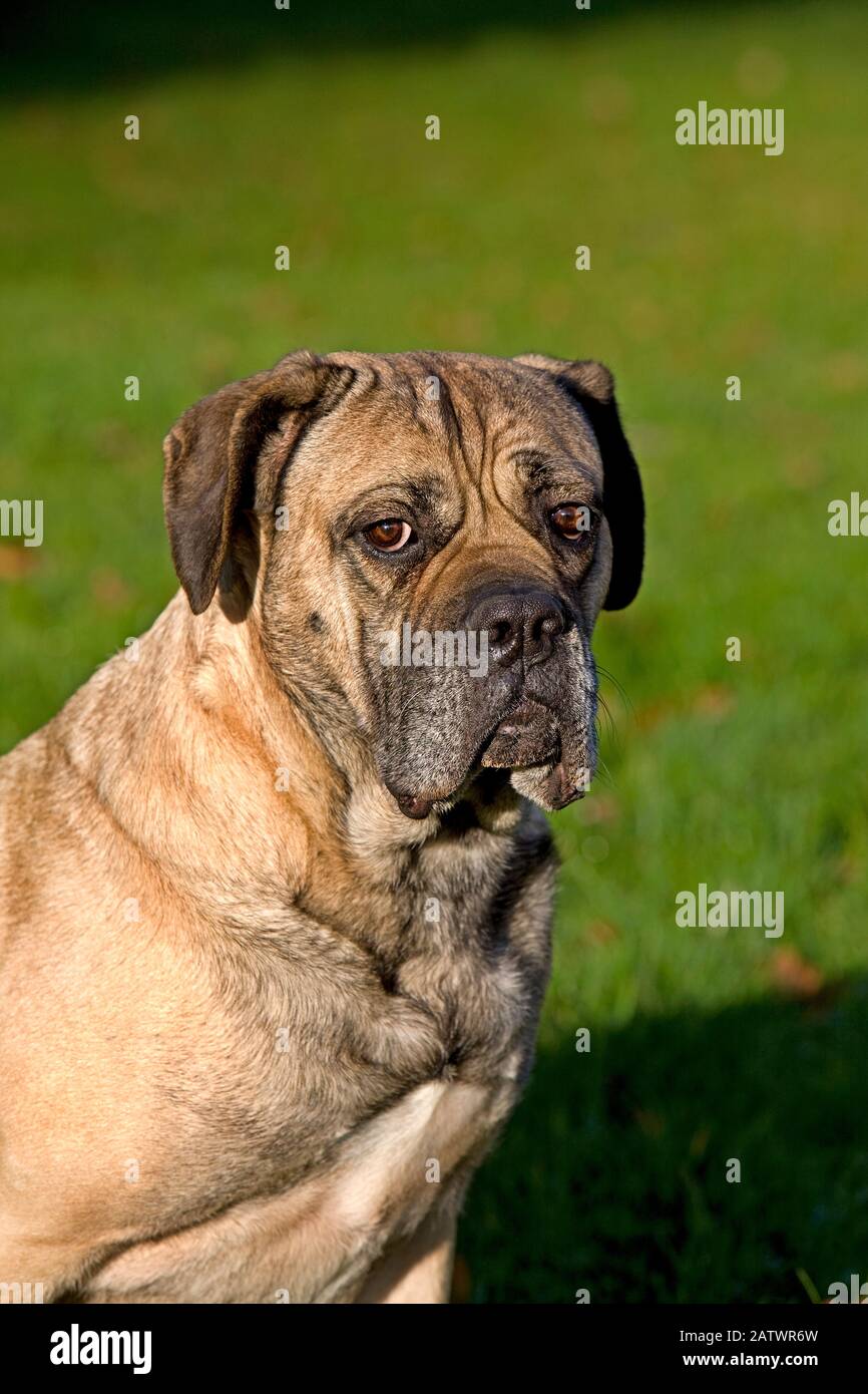 Cane Corso, a Dog Breed from Italy, Portrait of Adult Stock Photo - Alamy