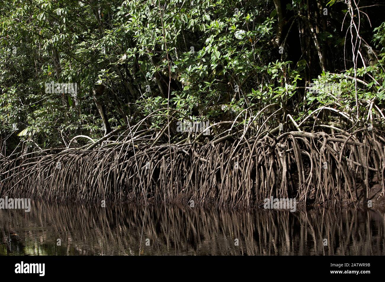 Forest and River at Orinoco Delta in Venezuela Stock Photo - Alamy