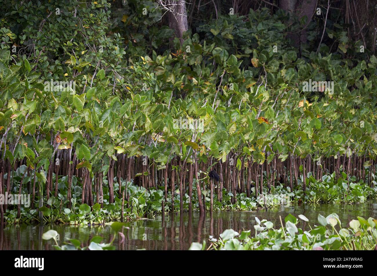 Orinoco river delta venezuela hi-res stock photography and images - Alamy