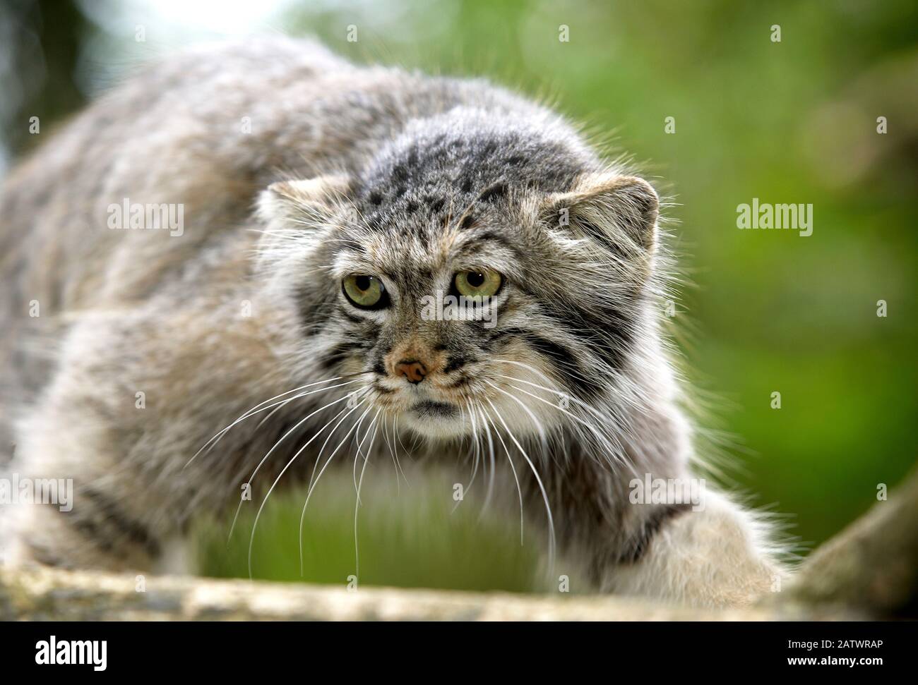 Manul or Pallas's Cat, otocolobus manul, Adult standing on Branch Stock ...
