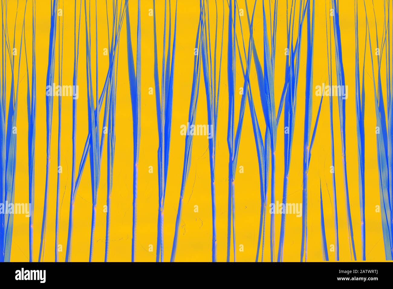 Blue stalks of grass or cane on an orange background. Creative ...