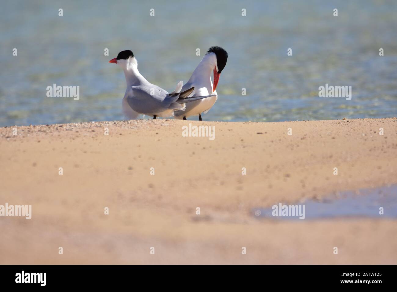 Caspian white fish hi-res stock photography and images - Alamy