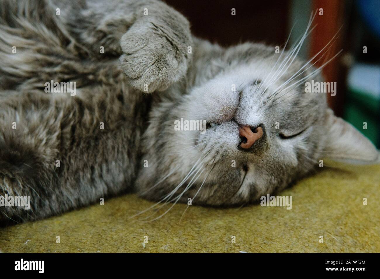 Indoor longhair grey cat hi-res stock photography and images - Alamy
