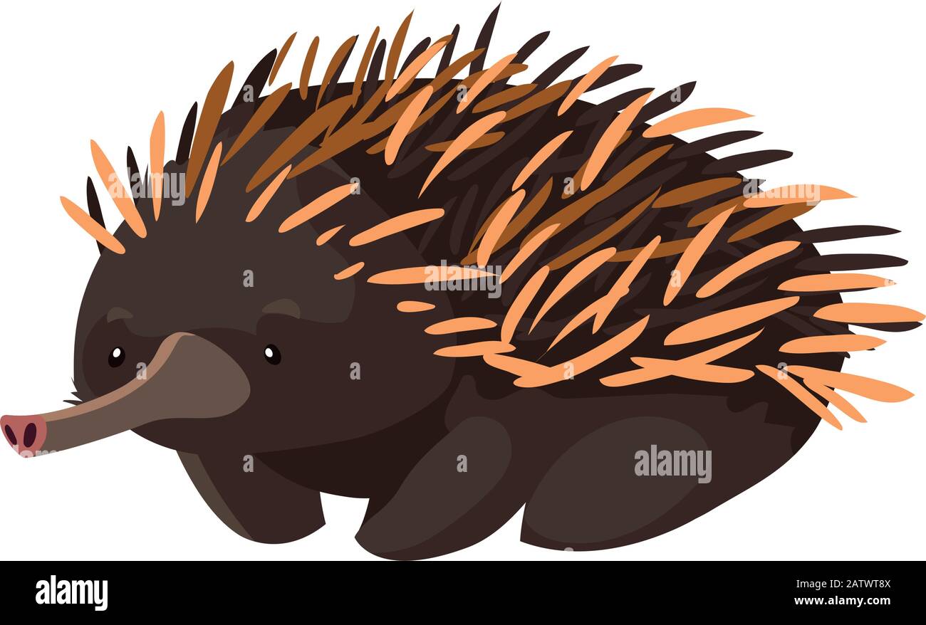 cute echidna on white background vector illustration design Stock ...