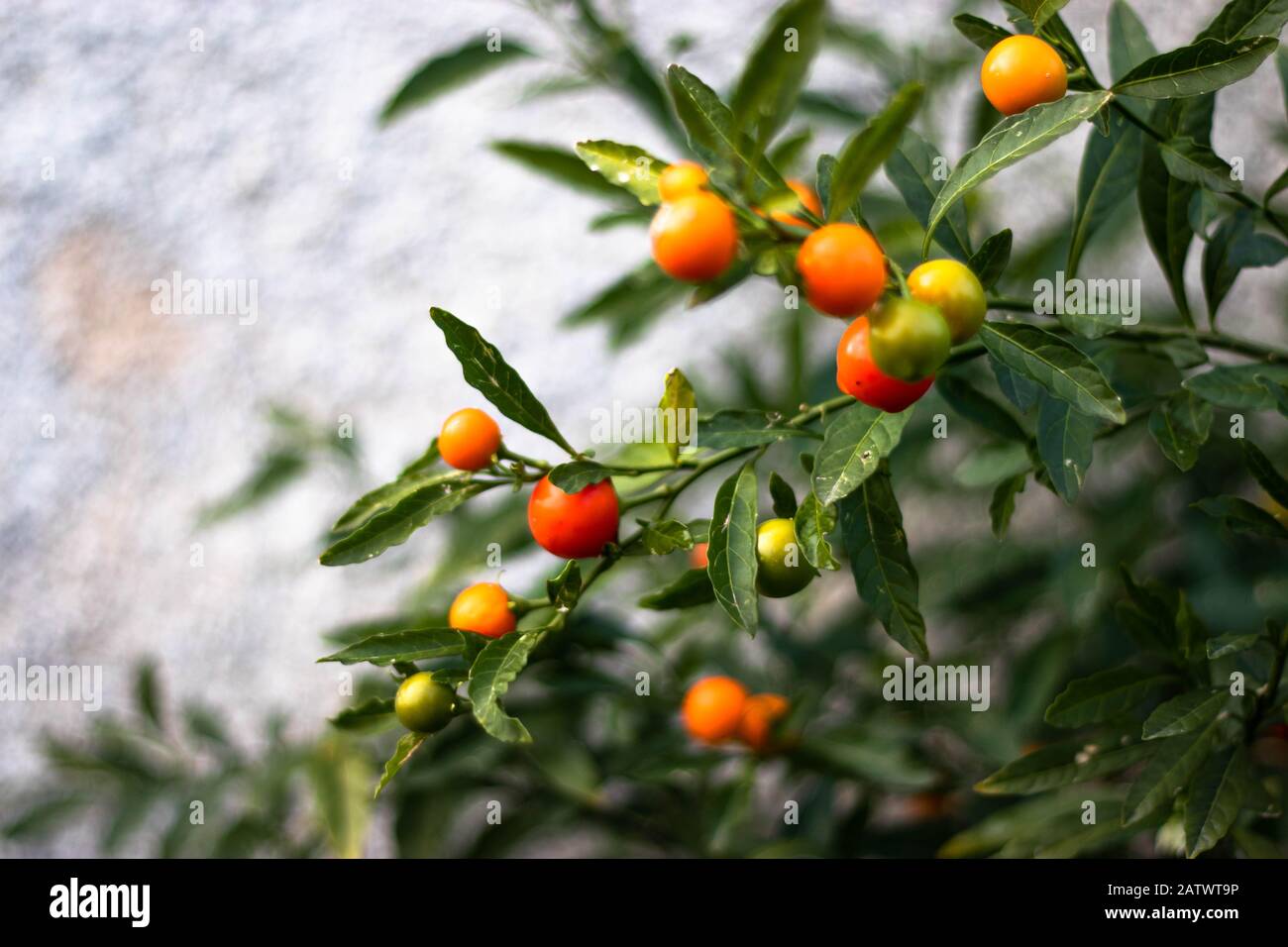 Jerusalem cherry hi-res stock photography and images - Alamy