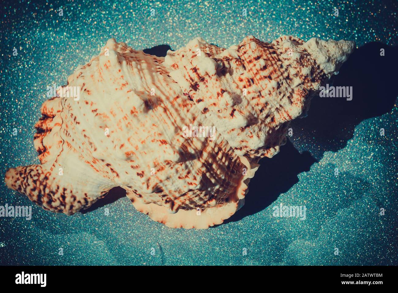 Big spiral spike sea shell close up vintage background Stock Photo - Alamy
