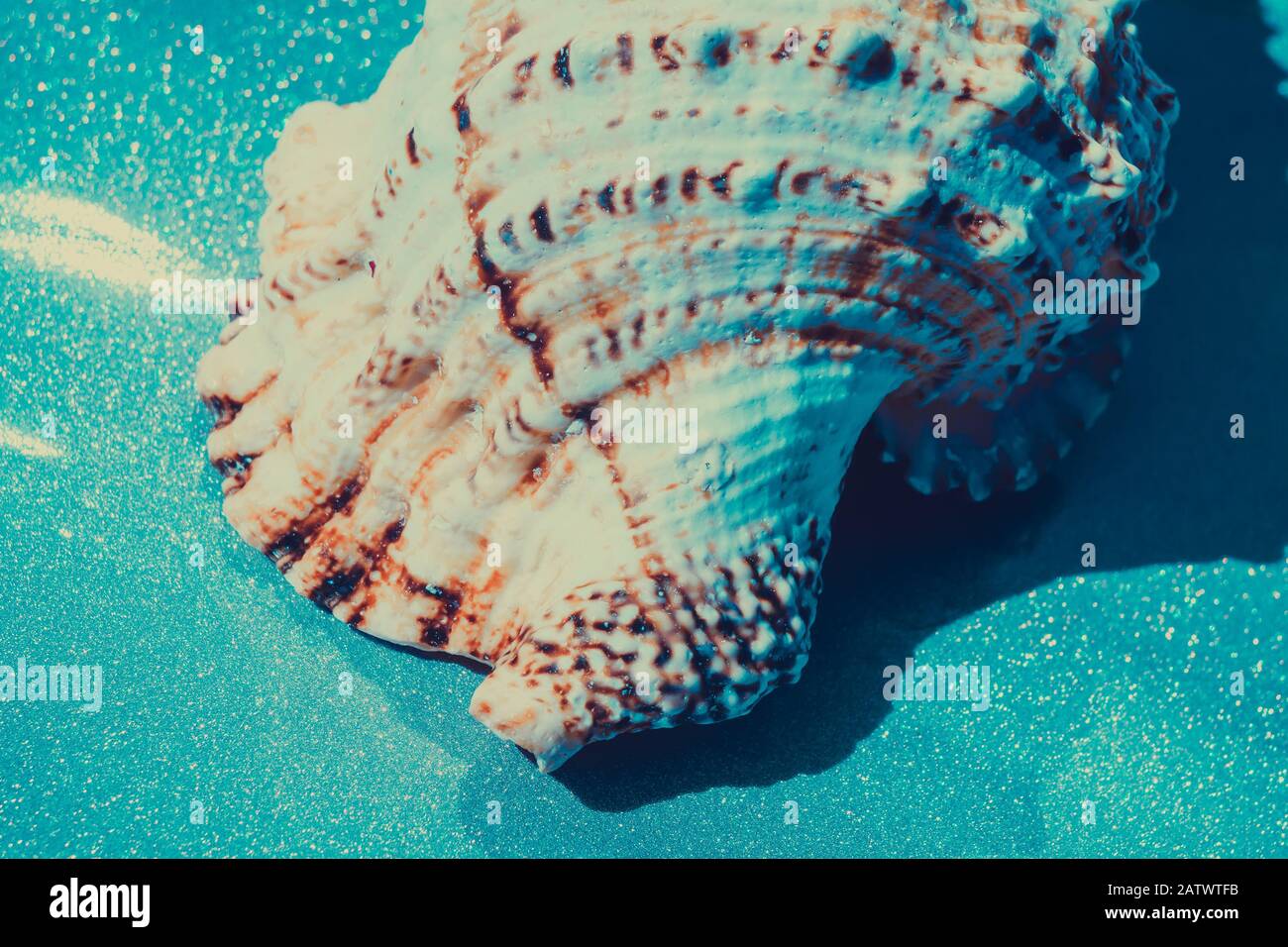 Big spiral spike sea shell close up vintage background Stock Photo - Alamy