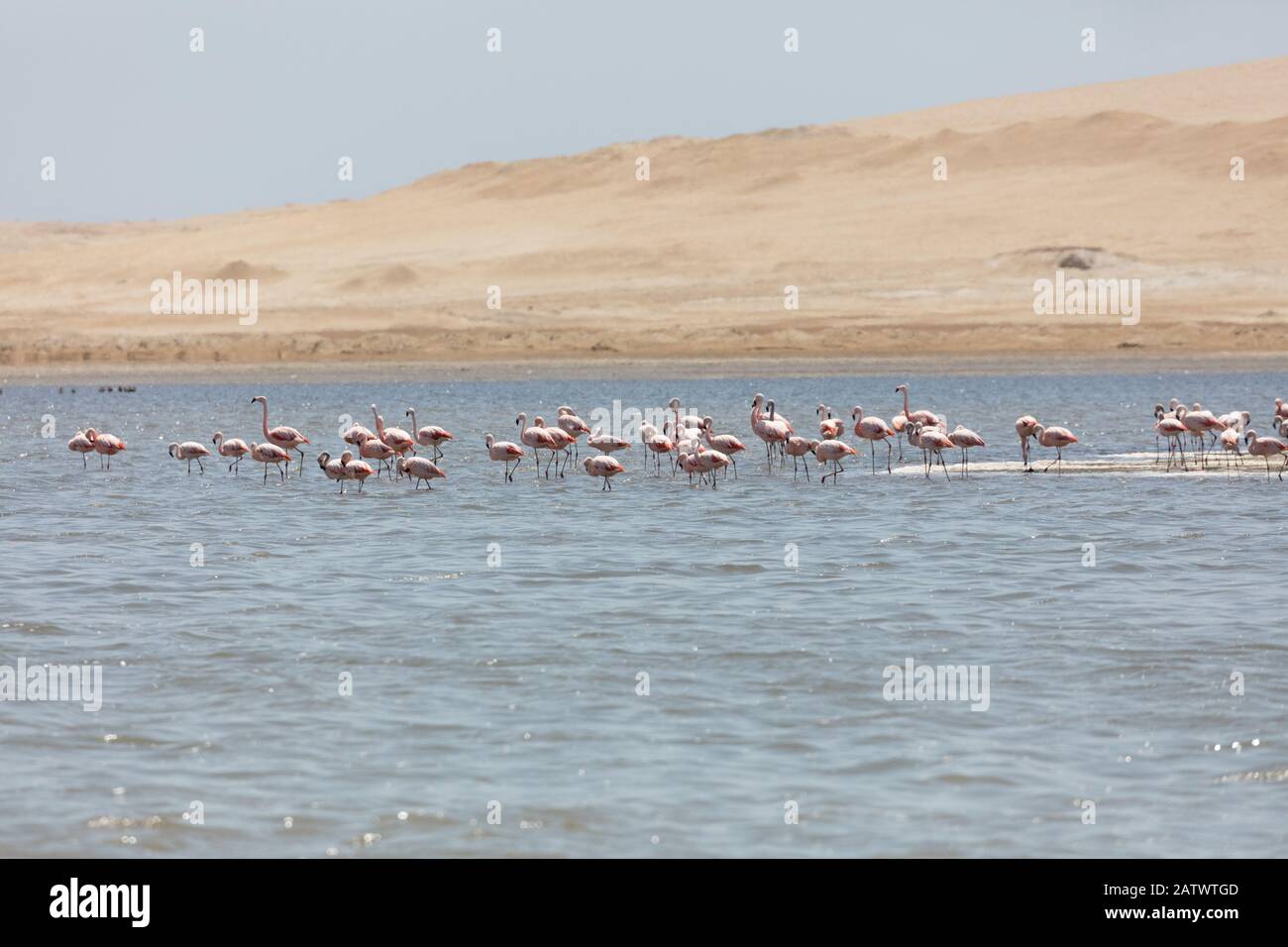 Flamingos chilenos in National reserve of Paracas, Peru Stock Photo - Alamy