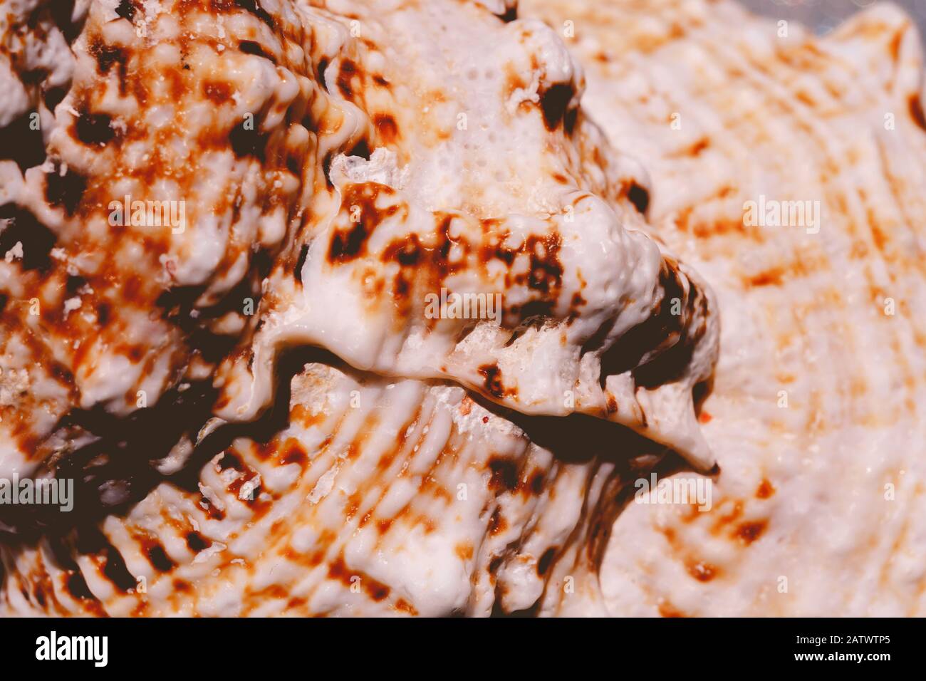 Big spiral spike sea shell close up vintage background Stock Photo - Alamy