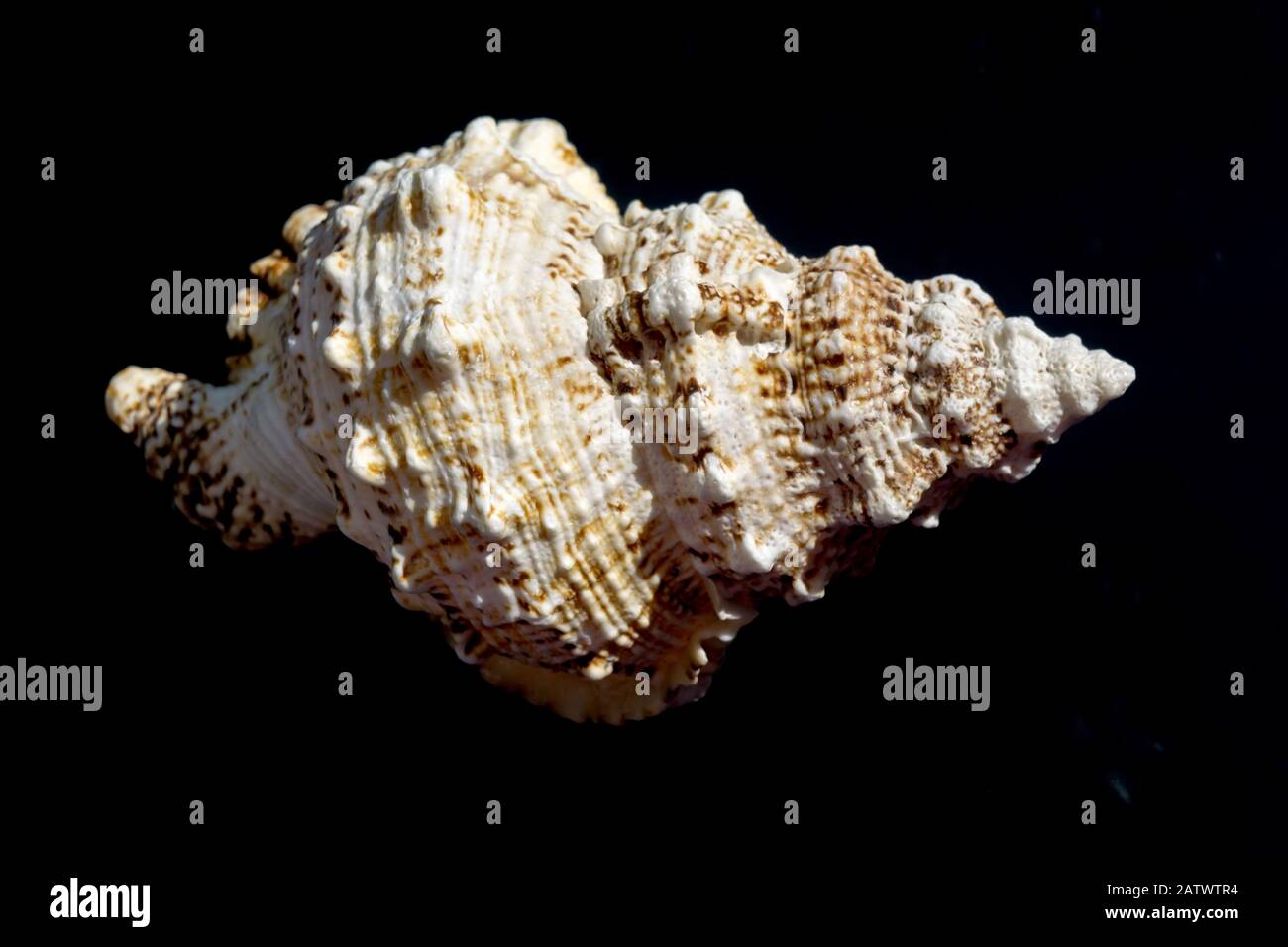 Big spiral spike sea shell close up background Stock Photo - Alamy