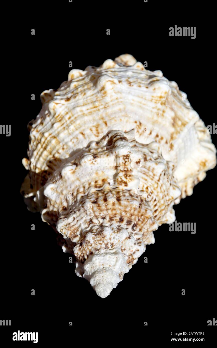 Big spiral spike sea shell close up background Stock Photo - Alamy