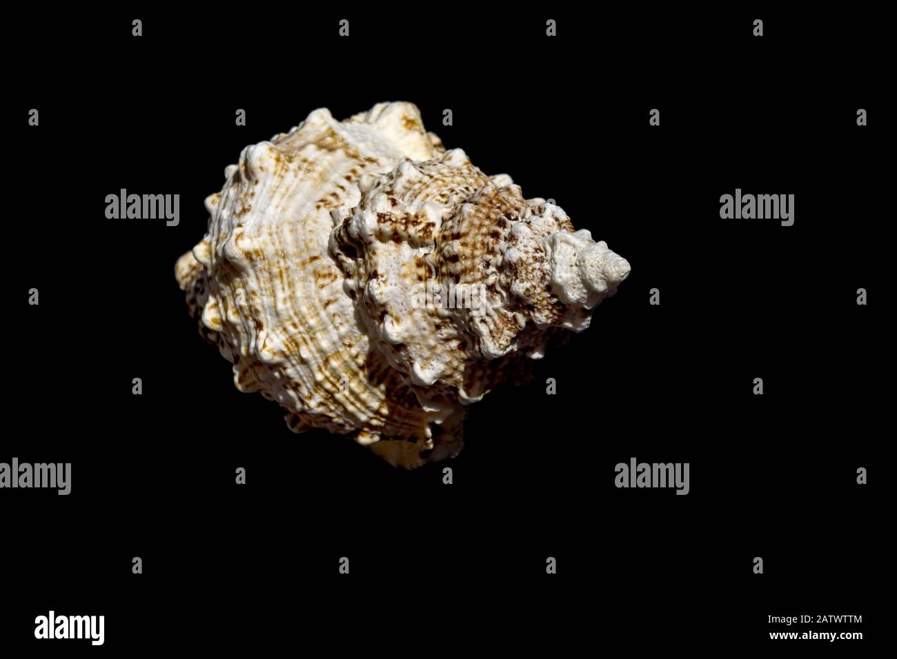 Big spiral spike sea shell close up background Stock Photo - Alamy