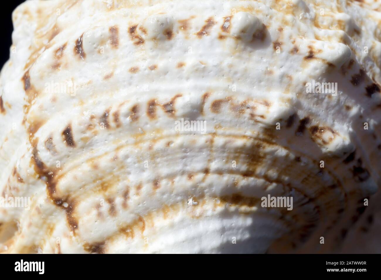 Big spiral spike sea shell close up background Stock Photo - Alamy