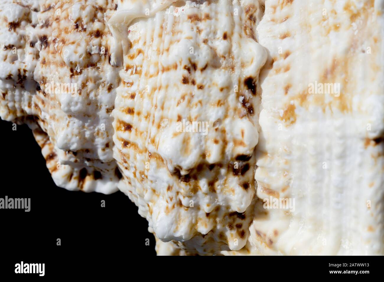 Big spiral spike sea shell close up background Stock Photo - Alamy