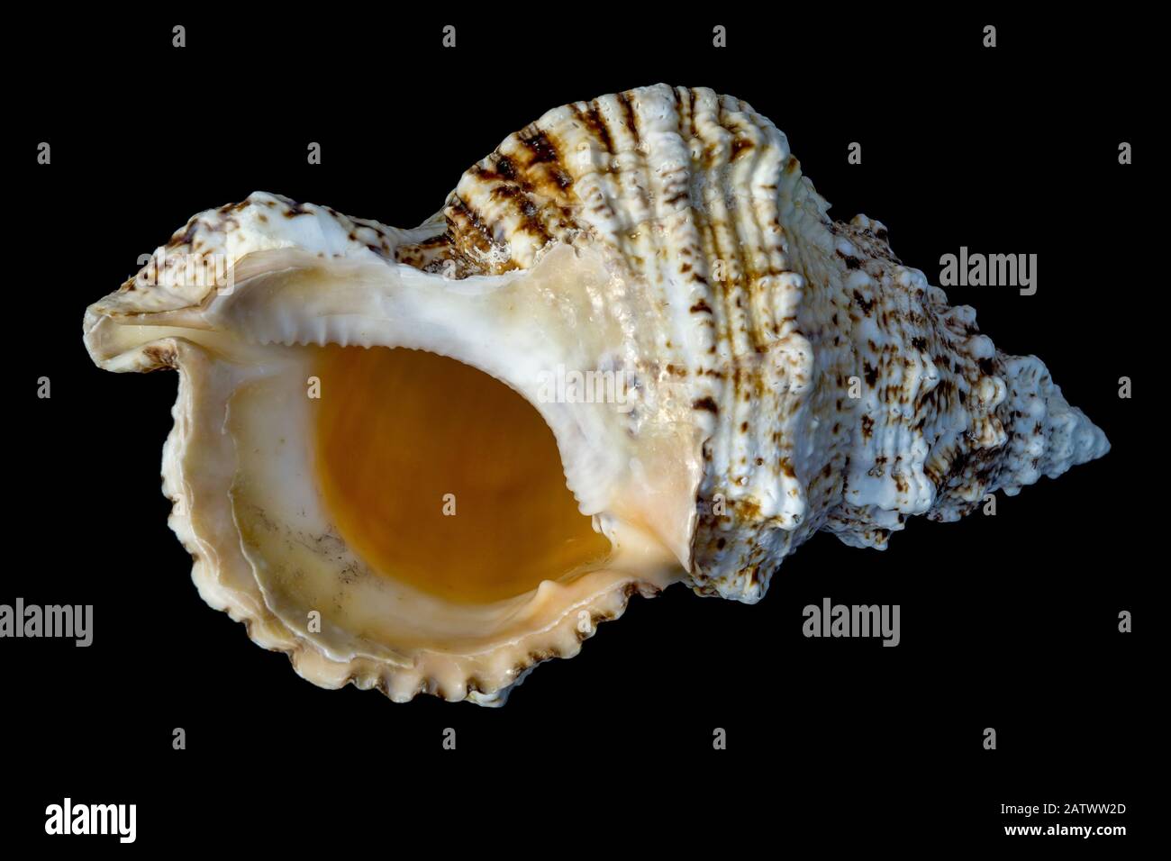 Big spiral spike sea shell close up background Stock Photo - Alamy