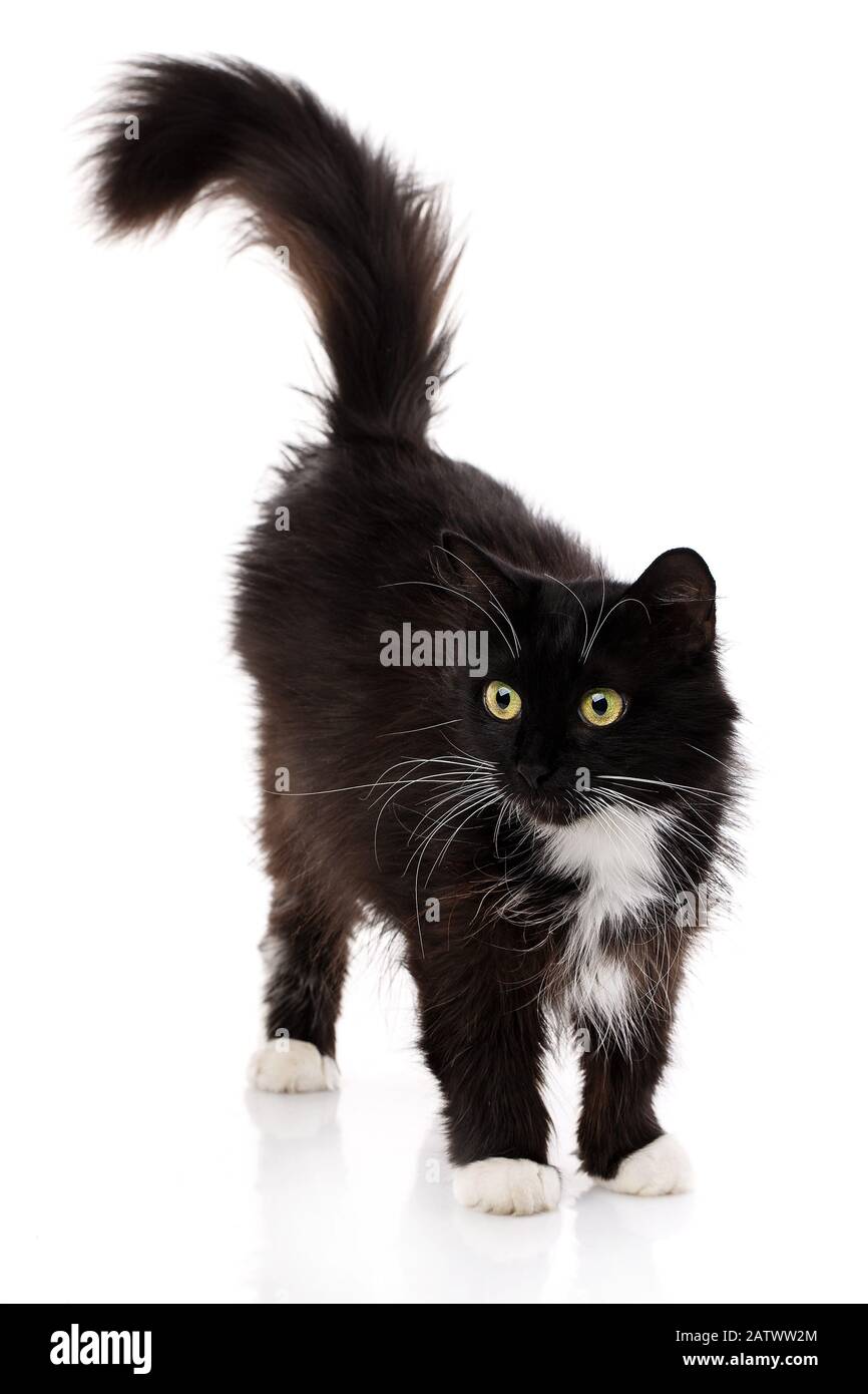 Cute animal camera funny cat Cut Out Stock Images & Pictures - Alamy