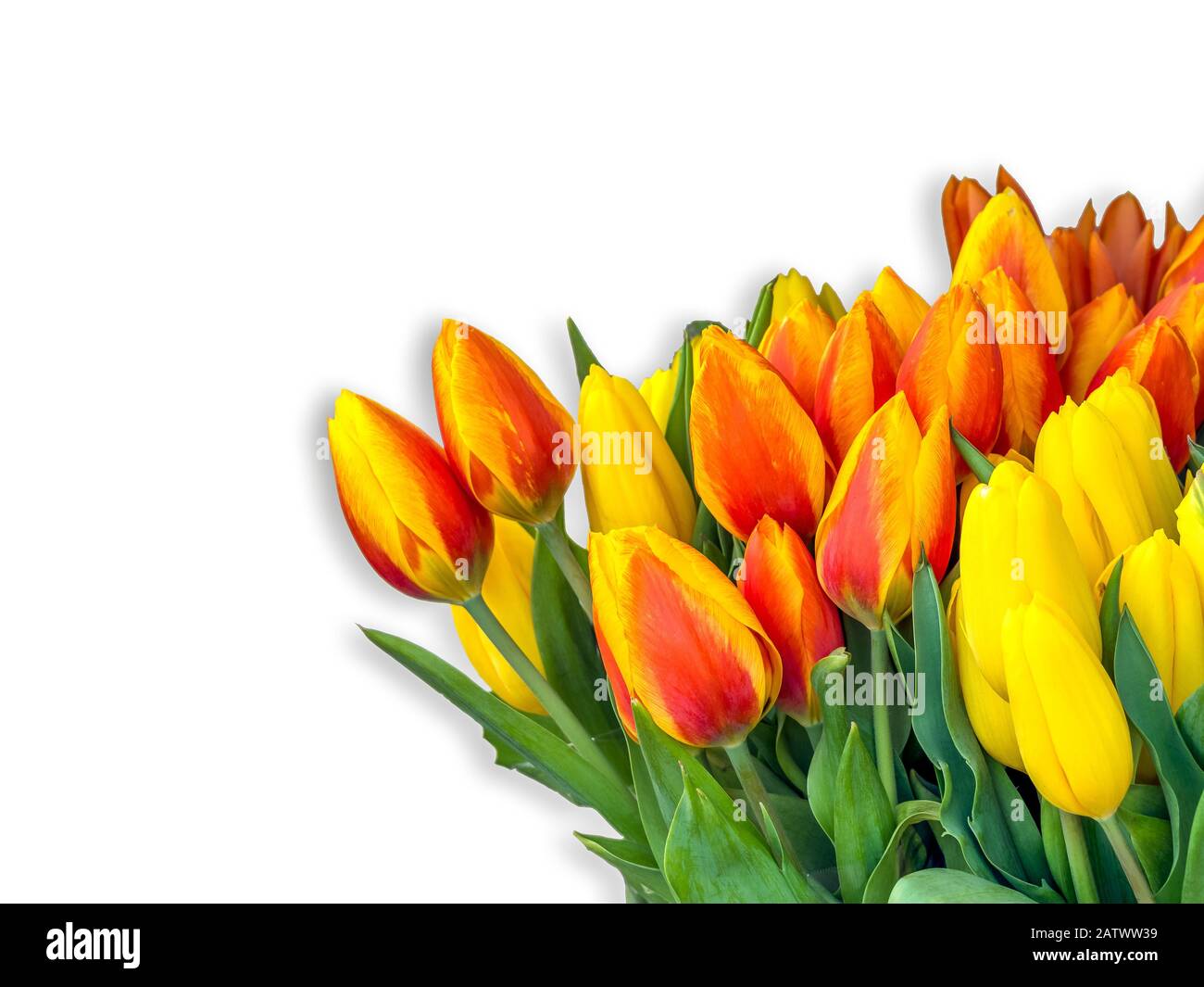 Tulips isolated Banner background Stock Photo - Alamy