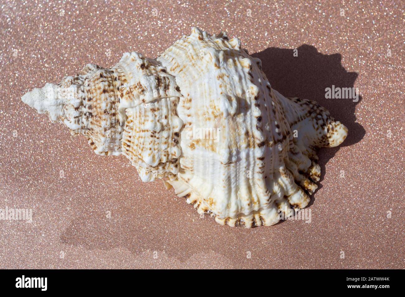 Big spiral spike sea shell close up background Stock Photo - Alamy