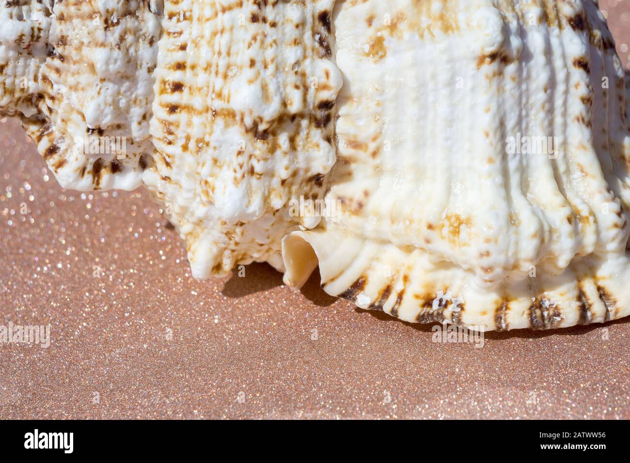 Big spiral spike sea shell close up background Stock Photo - Alamy