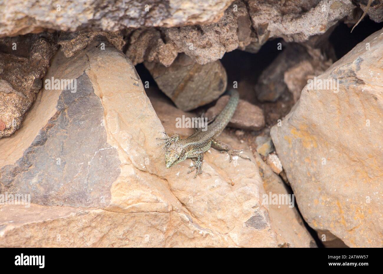 Lizard madeira island portugal hi-res stock photography and images - Alamy